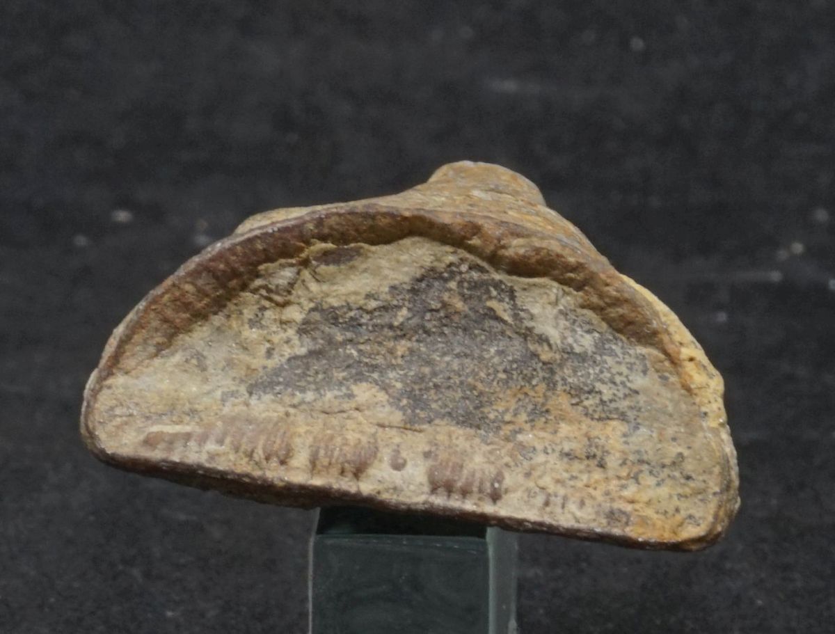 PaleoStories Onlineshop - Fossilien und Mineralien kaufen ...