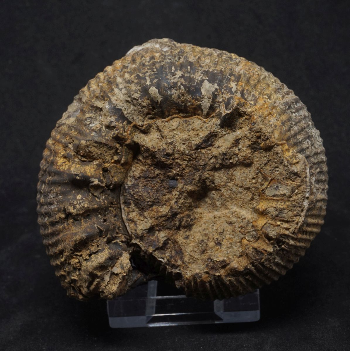 PaleoStories Onlineshop - Fossilien und Mineralien kaufen - Teloceras ...