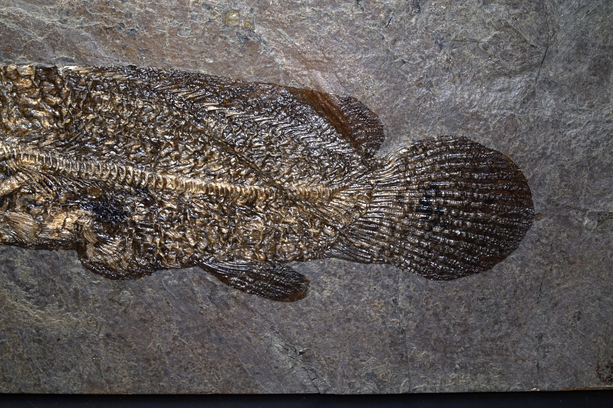 PaleoStories Onlineshop - Fossilien und Mineralien kaufen - Cyclurus ...