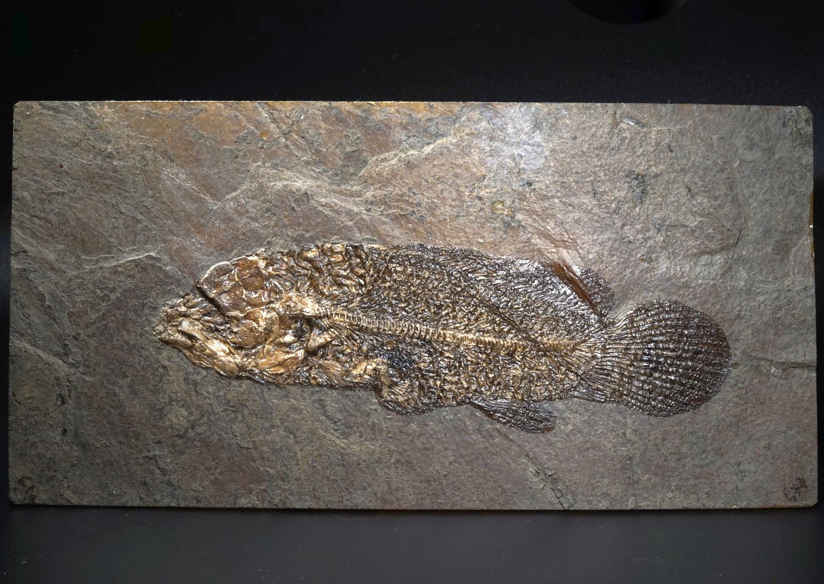 PaleoStories Onlineshop - Fossilien und Mineralien kaufen - Cyclurus ...