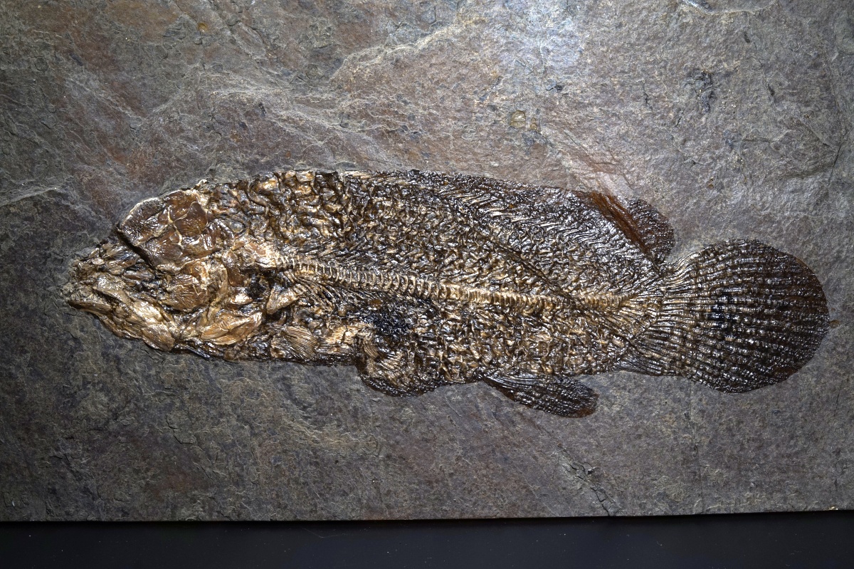 PaleoStories Onlineshop - Fossilien und Mineralien kaufen - Cyclurus ...