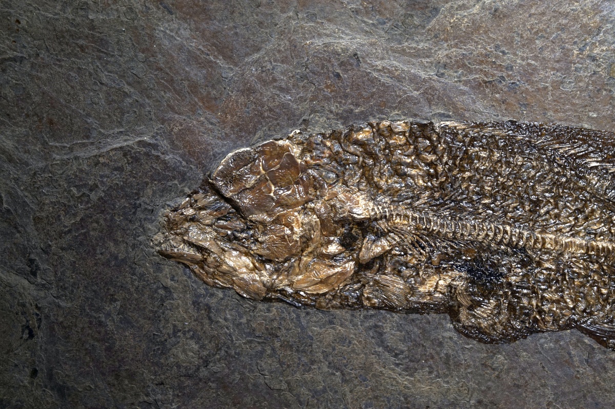 PaleoStories Onlineshop - Fossilien und Mineralien kaufen - Cyclurus ...